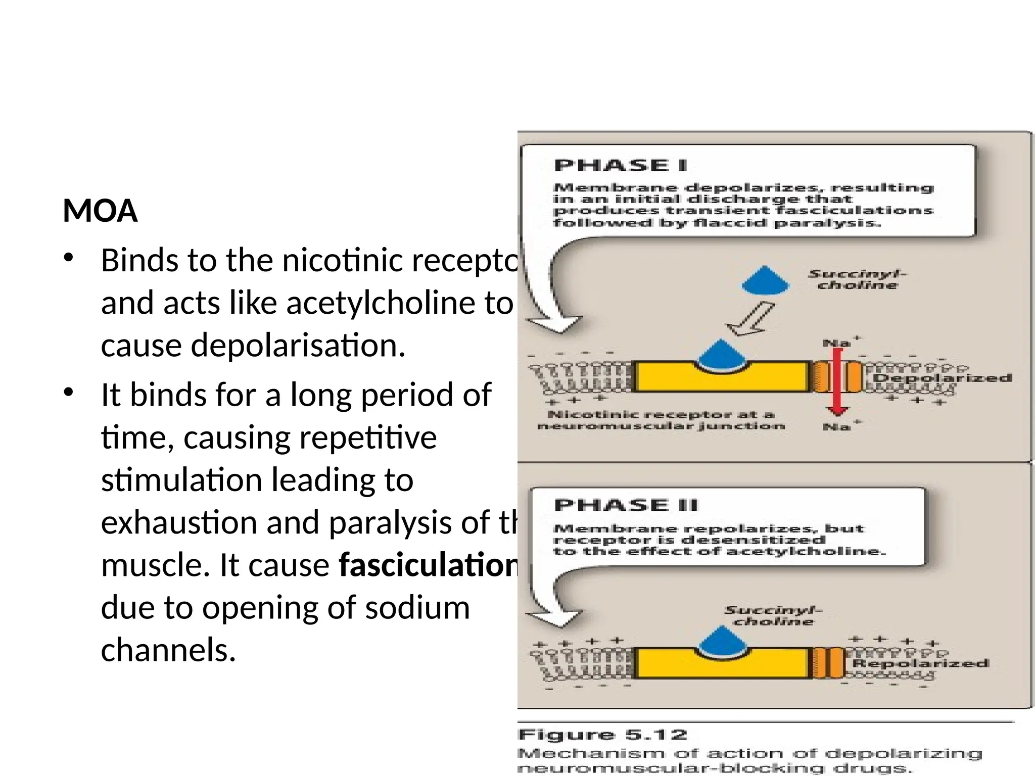 10. CHOLINERGIC PHARMACOLOGY.pptx classes of drugs examples, mechanism ...