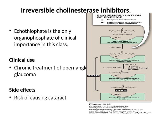 10. CHOLINERGIC PHARMACOLOGY.pptx classes of drugs examples, mechanism ...