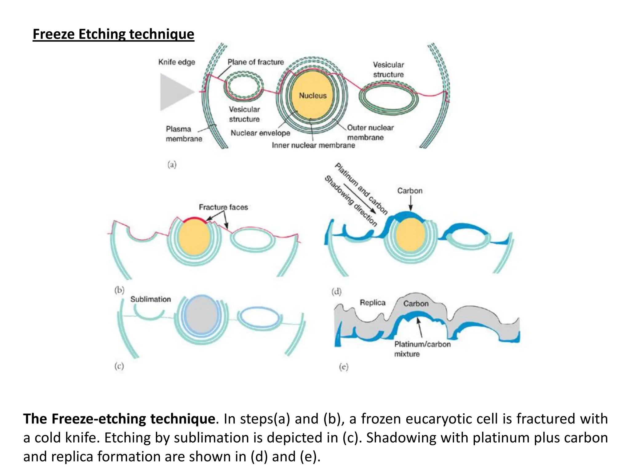 10..Freeze fracture, etching of techniques | PDF