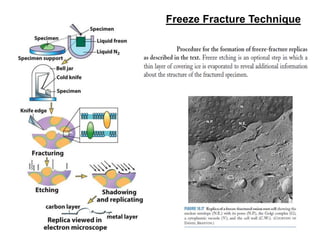 10..Freeze fracture, etching of techniques | PDF