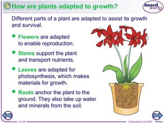 10. Plant Growth v1.0.ppt boardworks powerpoint | PPT