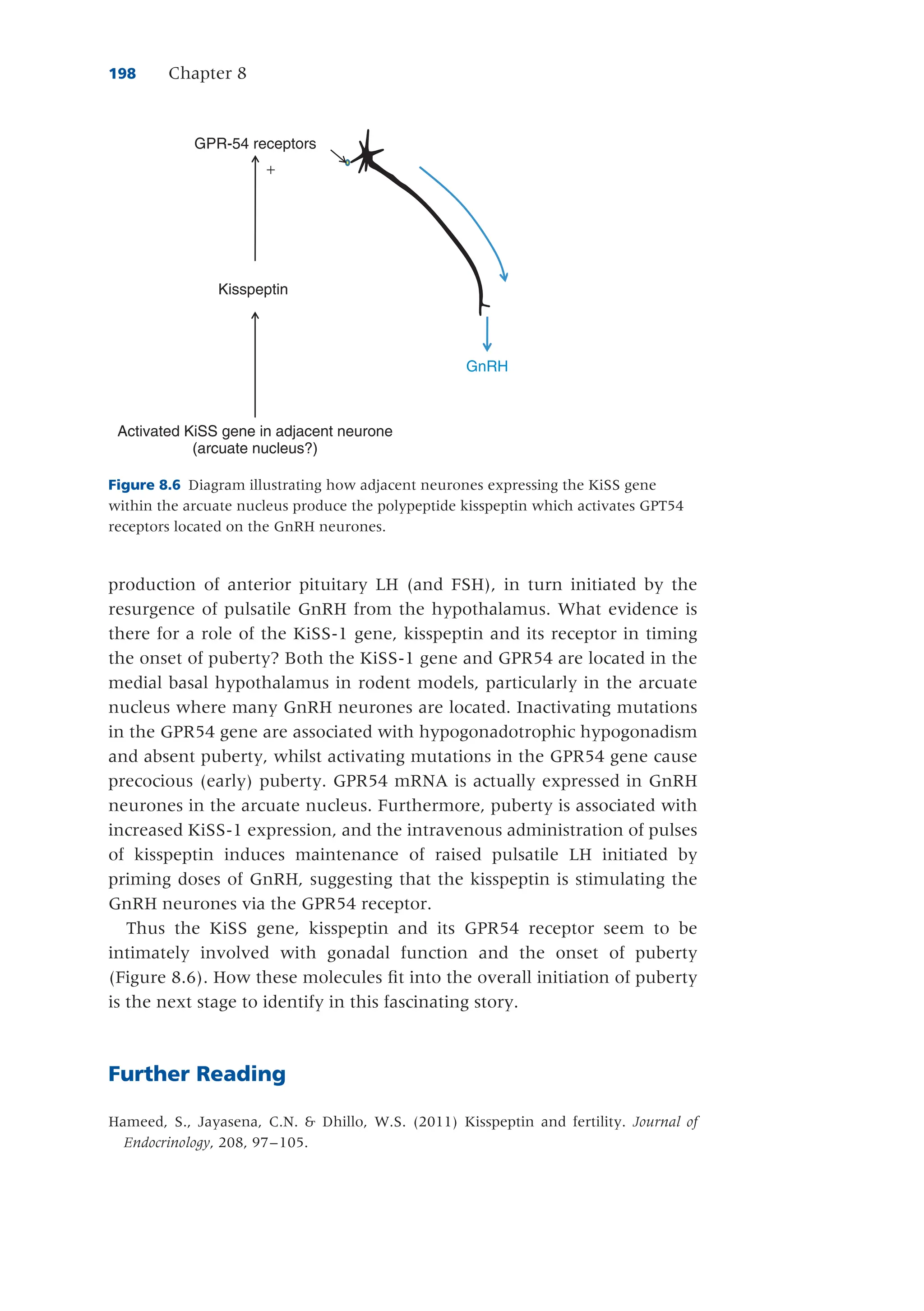 The Endocrine Control of Puberty-Hormonal change during puberty | PDF