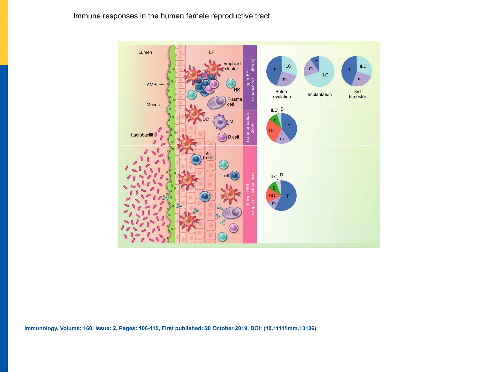 Immune response against microbes present | PPTX