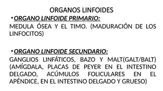 10.LINFOIDE.pptx histologia cátedra histologia | PPTX