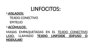 10.LINFOIDE.pptx histologia cátedra histologia | PPTX