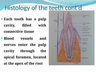 Histology of the Oral cavity: Tongue, Tooth and Lip. | PPTX