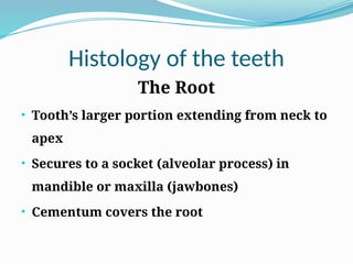 Histology of the Oral cavity: Tongue, Tooth and Lip. | PPTX