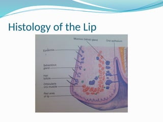 Histology of the Oral cavity: Tongue, Tooth and Lip. | PPTX