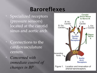 10. ANTIHYPERTENSIVE DRUGS AND PHARMACOLOGICAL APPLICATIONS | PPTX