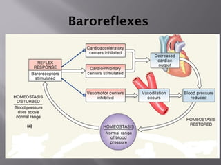 10. ANTIHYPERTENSIVE DRUGS AND PHARMACOLOGICAL APPLICATIONS | PPTX