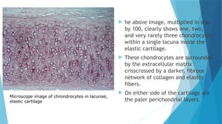 10. CARTILAGE.pptx cartilage tissue histology | PPTX