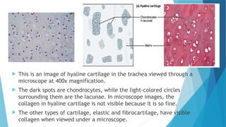 10. CARTILAGE.pptx cartilage tissue histology | PPTX