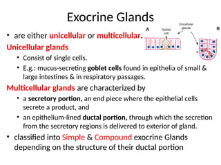 10. Glands and its types, and the histology. | PPTX