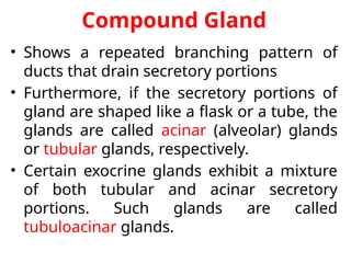 10. Glands and its types, and the histology. | PPTX