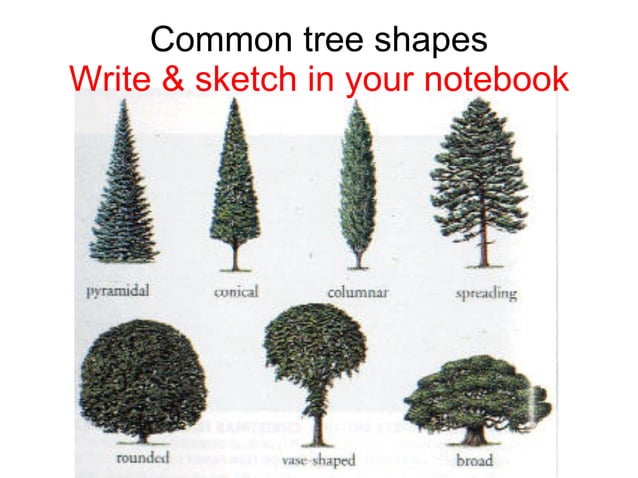 10 26 End Trees | PPT