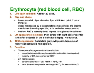 10.29.089(b): Blood and Bone Marrow | PPT