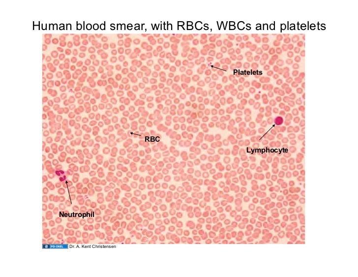 10.29.089(b): Blood and Bone Marrow