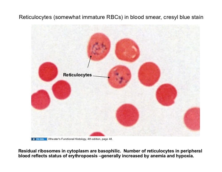 10.29.089(b): Blood and Bone Marrow