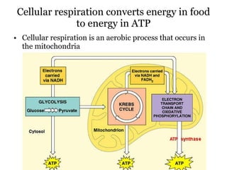 Cell Respiration (part 2) | PPT