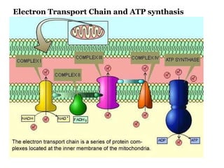 Cell Respiration (part 2) | PPT