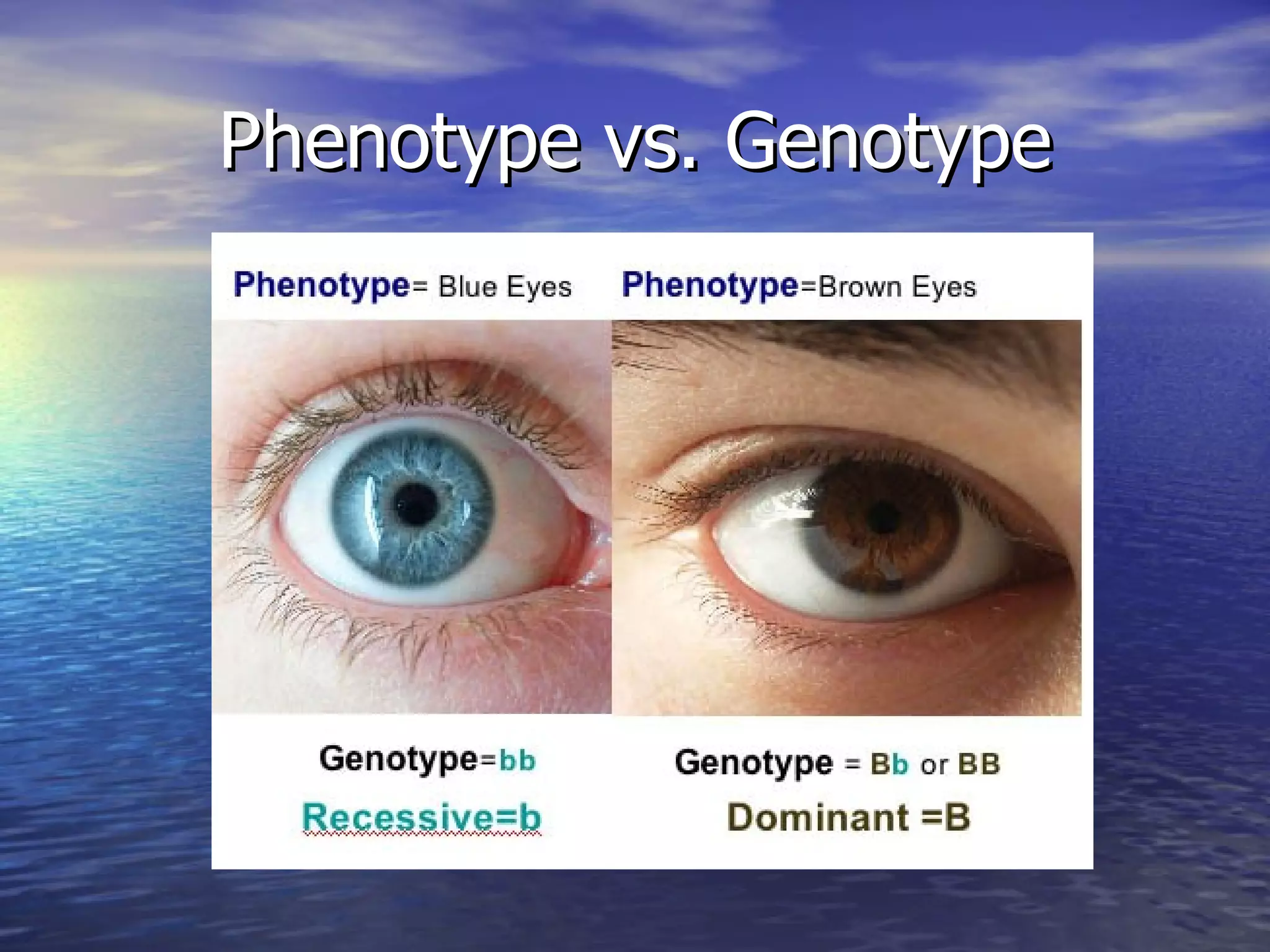 10 2 probability punnett squares | PPT | Genetics | Science