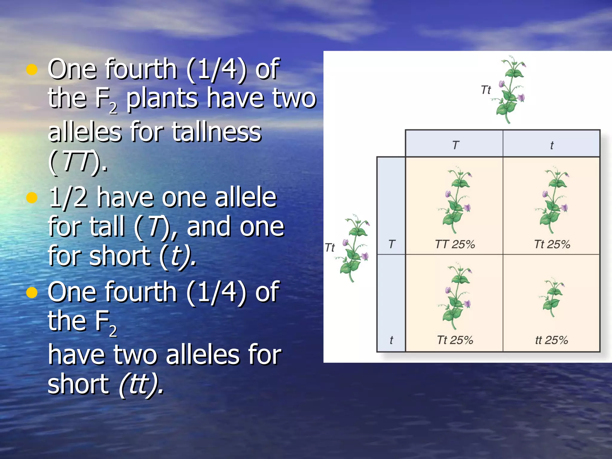 10 2 probability punnett squares | PPT