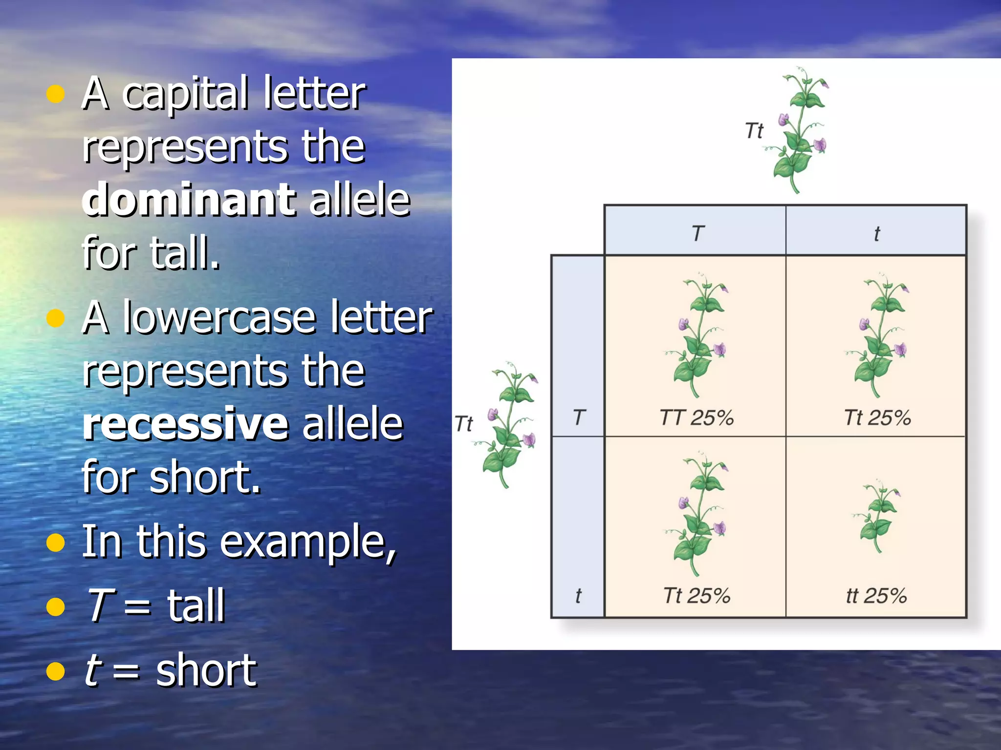 10 2 probability punnett squares | PPT