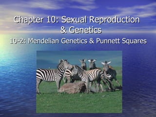 10 2 probability punnett squares | PPT | Genetics | Science