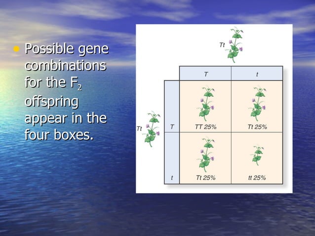10 2 probability punnett squares | PPT