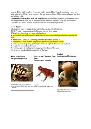 10 3 all handouts animal diversity 2010 jewett edit | DOC