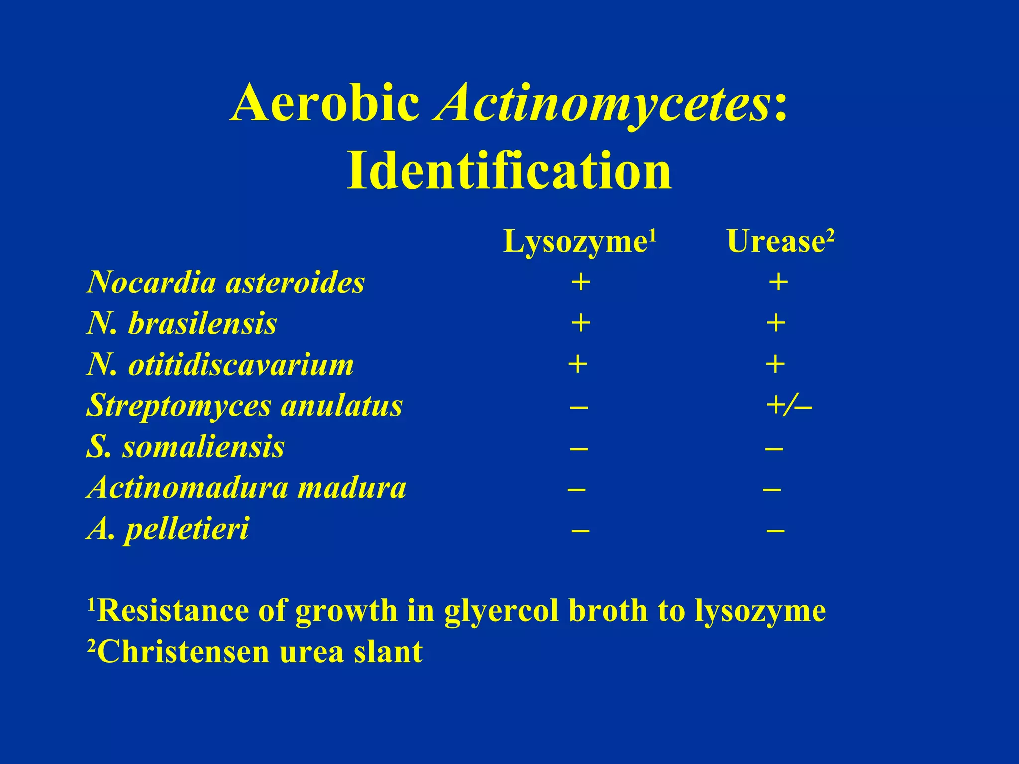 10 aerobic actinomycetes-and_anaerobic_____actinomyces_v1-_3 | PPT