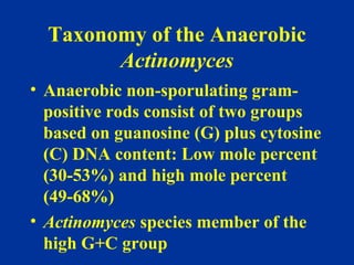 10 aerobic actinomycetes-and_anaerobic_____actinomyces_v1-_3 | PPT