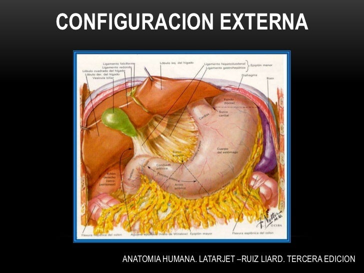 Anatomía y Fisiología del Estomago