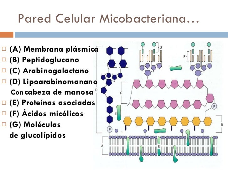 10 antígenos de micobacterias