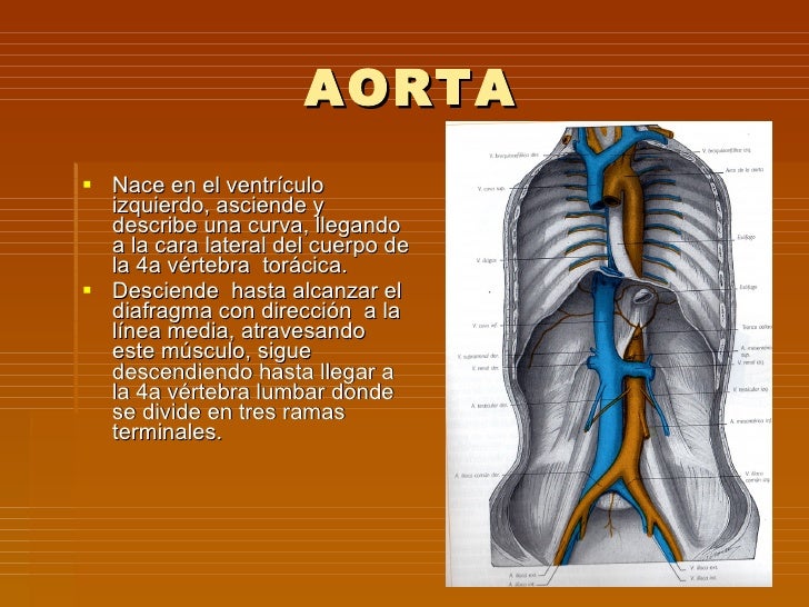 10. Aorta