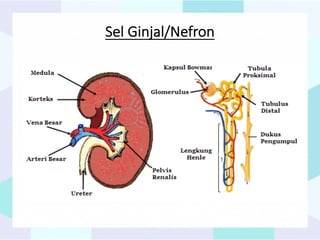 10 asuhan gizi pada ginjal dan saluran kemih | PDF