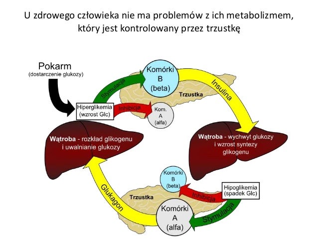 Modelowanie metabolizmu węglowodanów