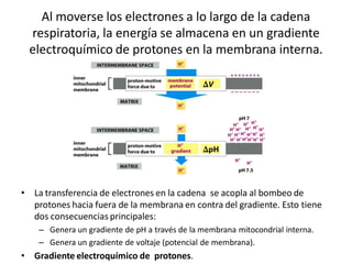 10 Cadena Respiratoria | PDF