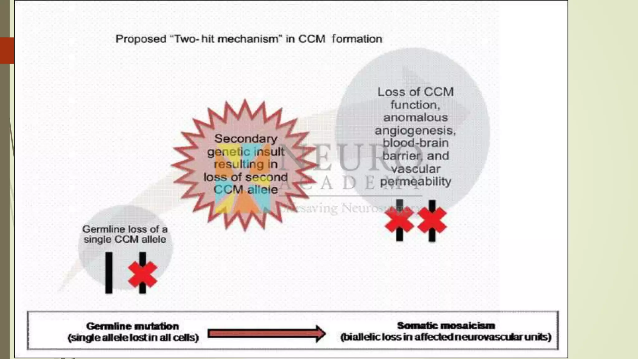 Molecular Pathogenesis of Cerebral Cavernous Malformations | PPTX