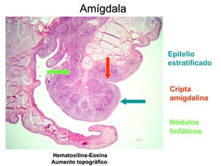 CD HISTOLOGÍA TEJIDO LINFOIDE PDF UDELAR | PDF