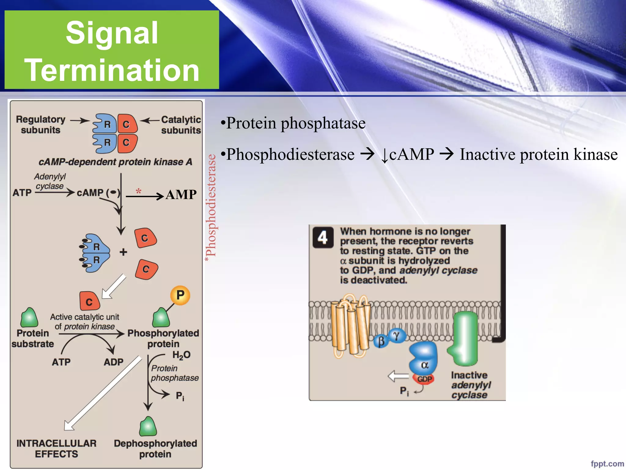 10- Cell Signaling and Regulation of Metabolism (1).pdf