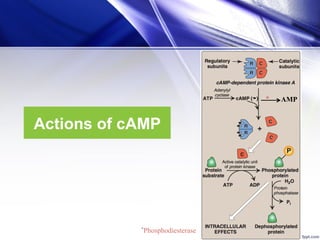 10- Cell Signaling and Regulation of Metabolism (1).pdf