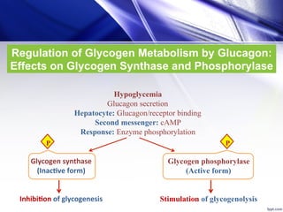 10- Cell Signaling and Regulation of Metabolism (1).pdf