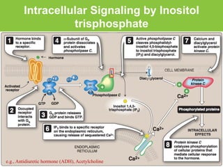 10- Cell Signaling and Regulation of Metabolism (1).pdf
