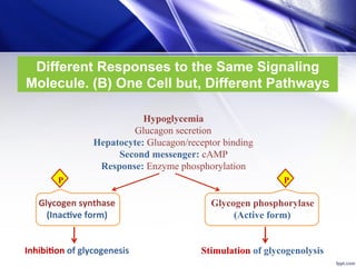 10- Cell Signaling and Regulation of Metabolism (1).pdf