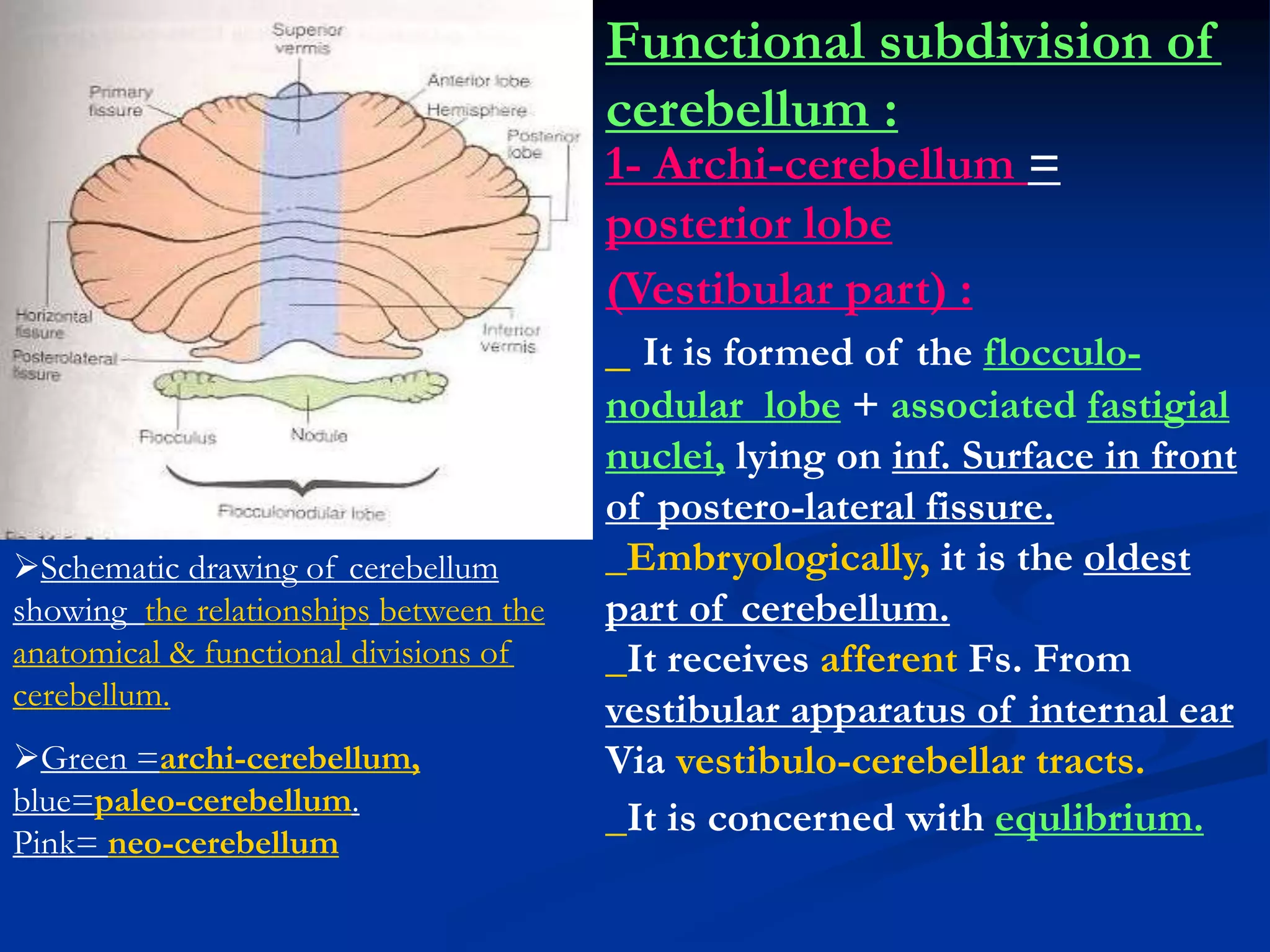 10-cerebellum.ppt