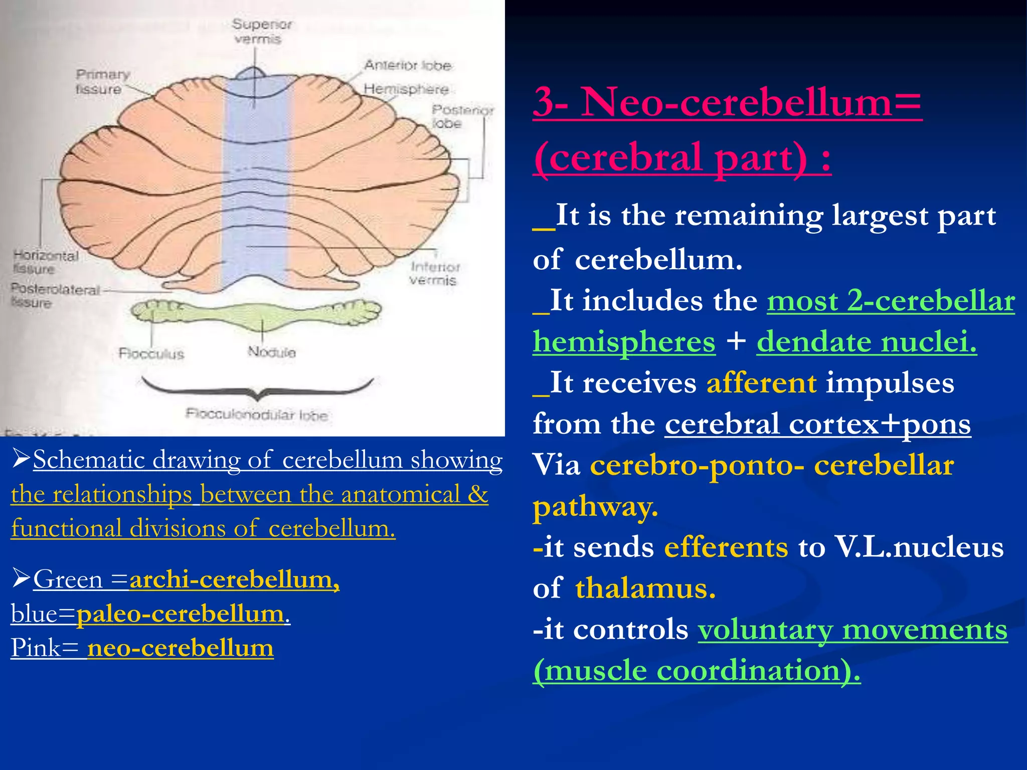 10-cerebellum.ppt