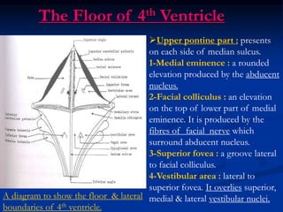 10-cerebellum.ppt