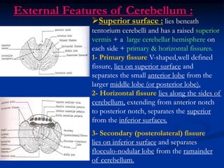 10-cerebellum.ppt