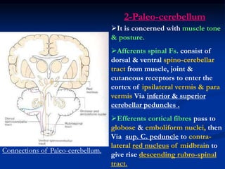 10-cerebellum.ppt